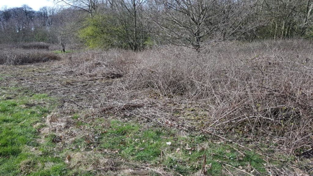 Bramble Clearance | Friends of Childwall Woods and Fields