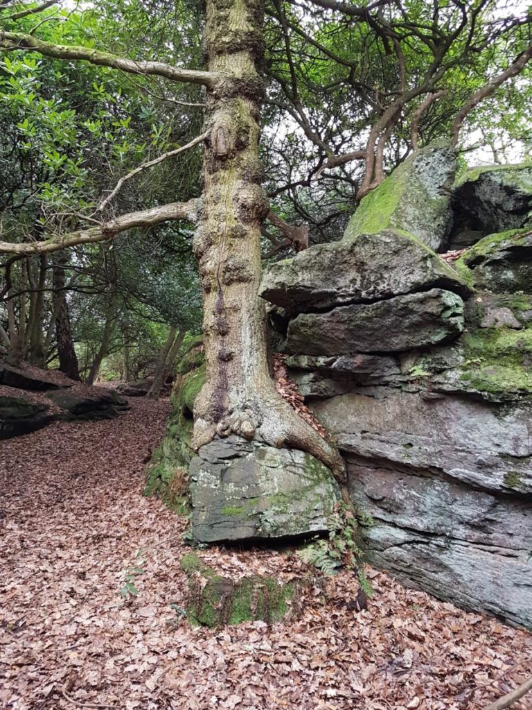tree growing through rocks | Friends of Childwall Woods and Fields
