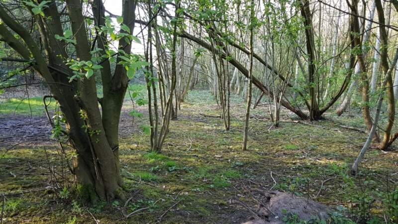 Childwall Hall and Its Grounds | Friends of Childwall Woods and Fields