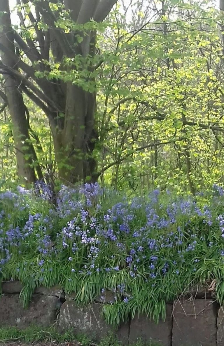 The Seasons | Friends of Childwall Woods and Fields