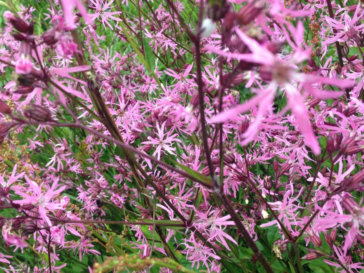 10. Ragged Robin | Friends of Childwall Woods and Fields