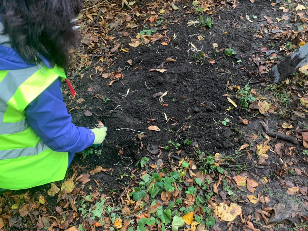 Bulb Planting | Friends of Childwall Woods and Fields