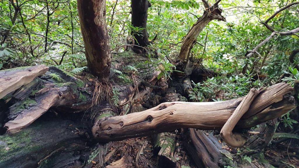 distorted tree | Friends of Childwall Woods and Fields