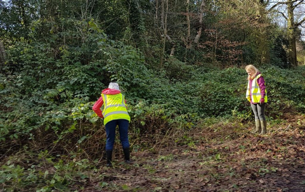 Bramble cutting 2 | Friends of Childwall Woods and Fields