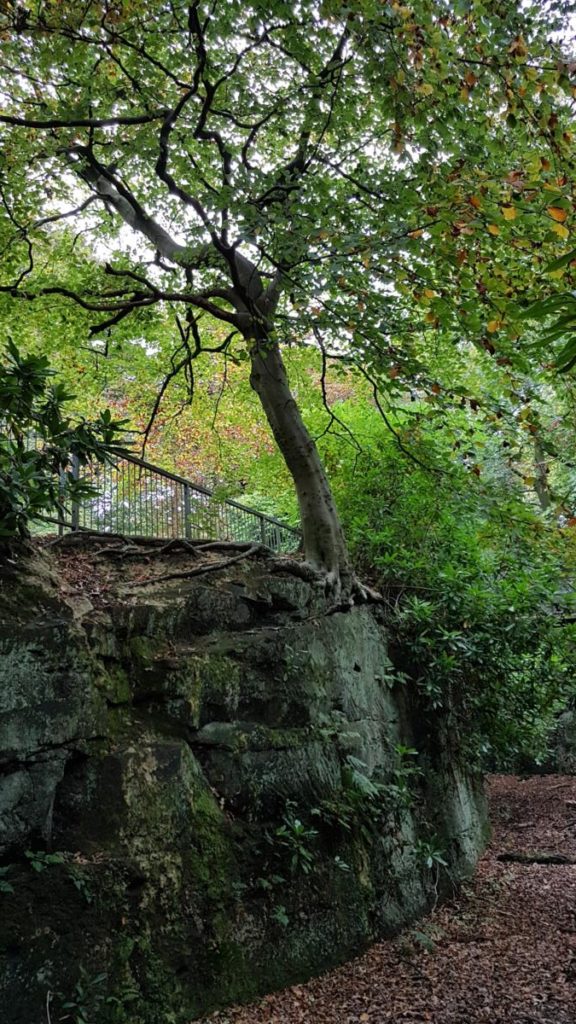 Walks | Friends of Childwall Woods and Fields