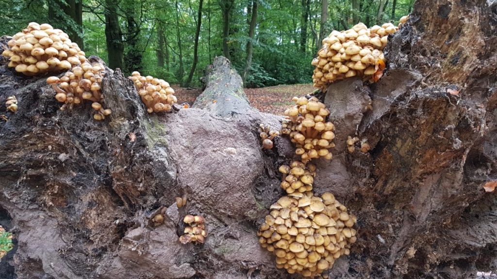 Fungus colonies on tree roots | Friends of Childwall Woods and Fields