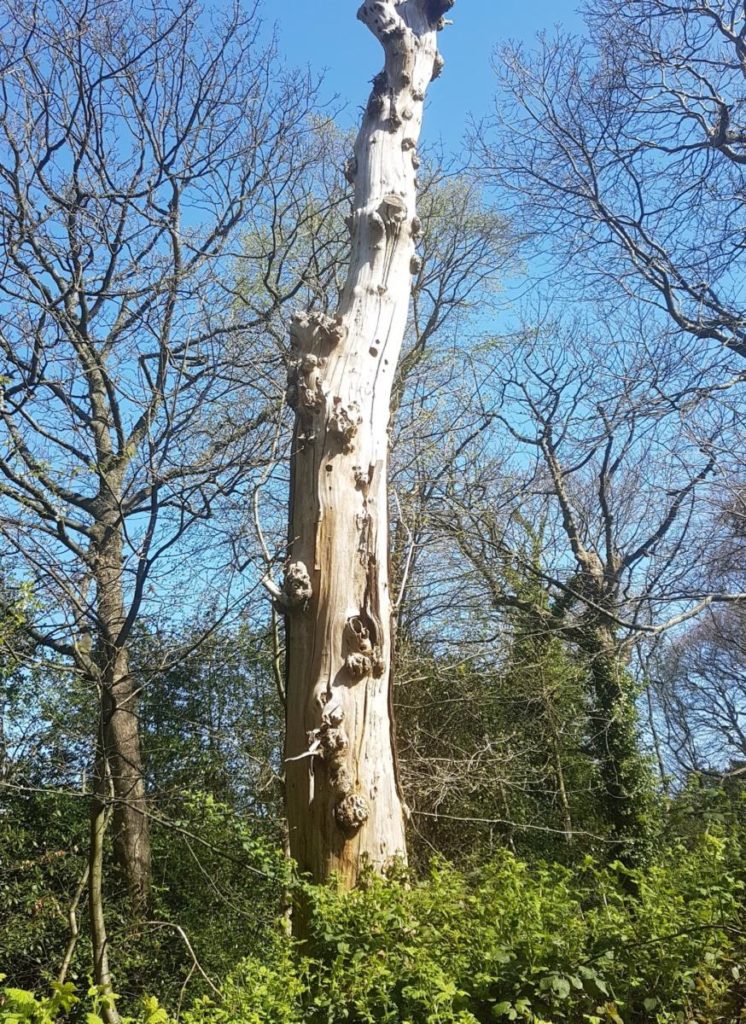 white tree trunk | Friends of Childwall Woods and Fields