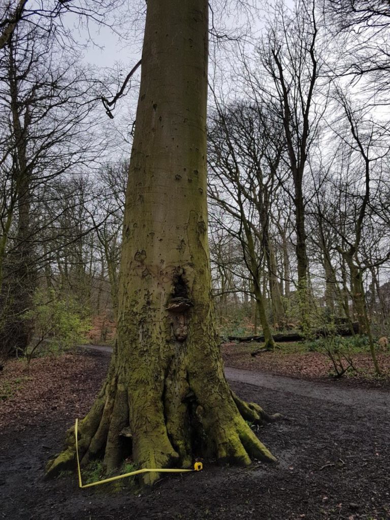 Veteran Tree 5 – Beech | Friends of Childwall Woods and Fields