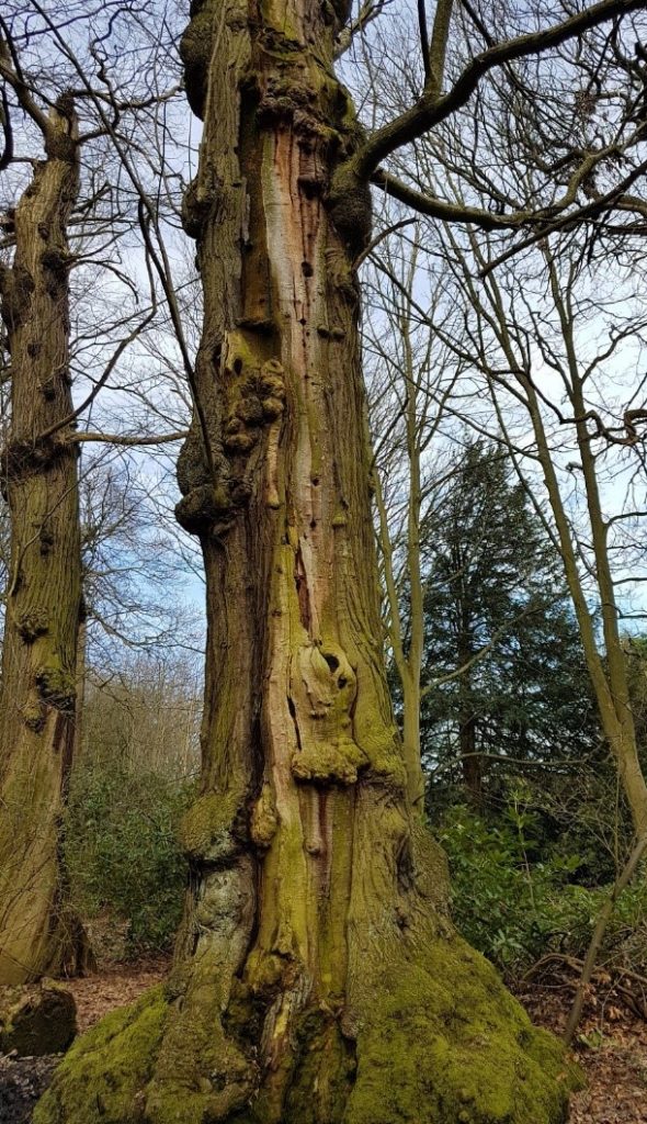 Veteran Tree 7 – Sweet Chestnut | Friends of Childwall Woods and Fields