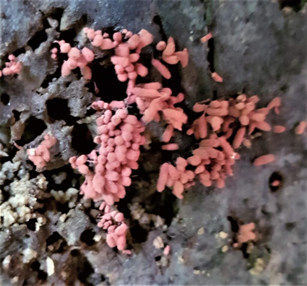 Fungi, Slime moulds and Lichen | Friends of Childwall Woods and Fields