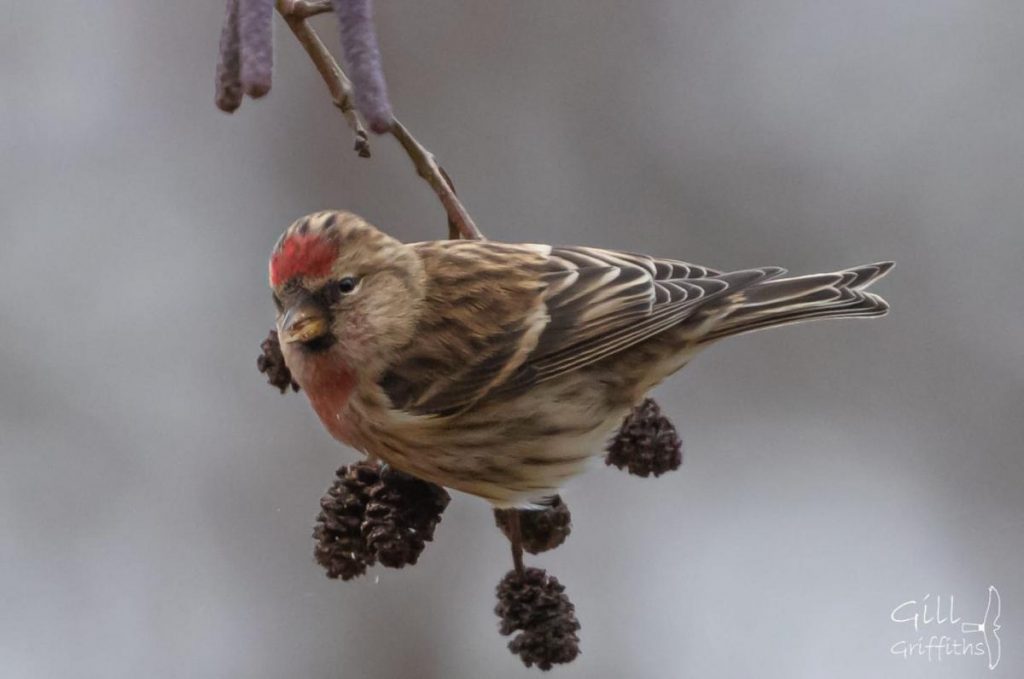 Bird Blog | Friends of Childwall Woods and Fields