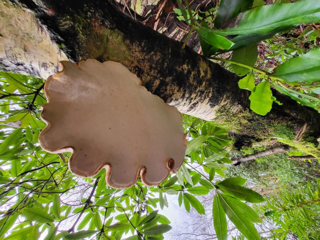 Fungi of Childwall Woods and Fields | Friends of Childwall Woods and Fields