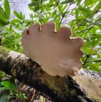 Fungi of Childwall Woods and Fields | Friends of Childwall Woods and Fields