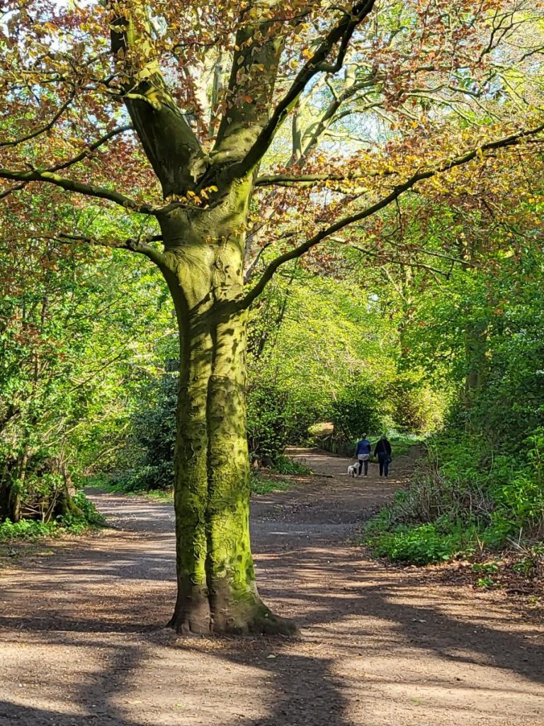 Walk 2 | Friends of Childwall Woods and Fields