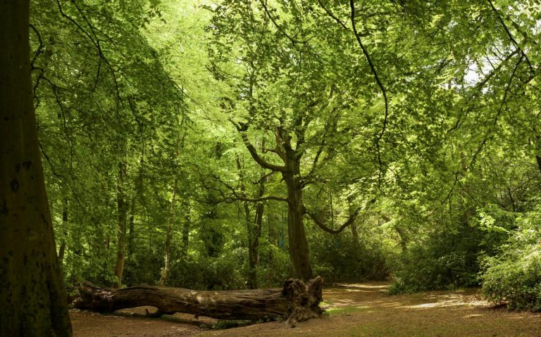 The Habitats at Childwall Woods and Fields | Friends of Childwall Woods ...