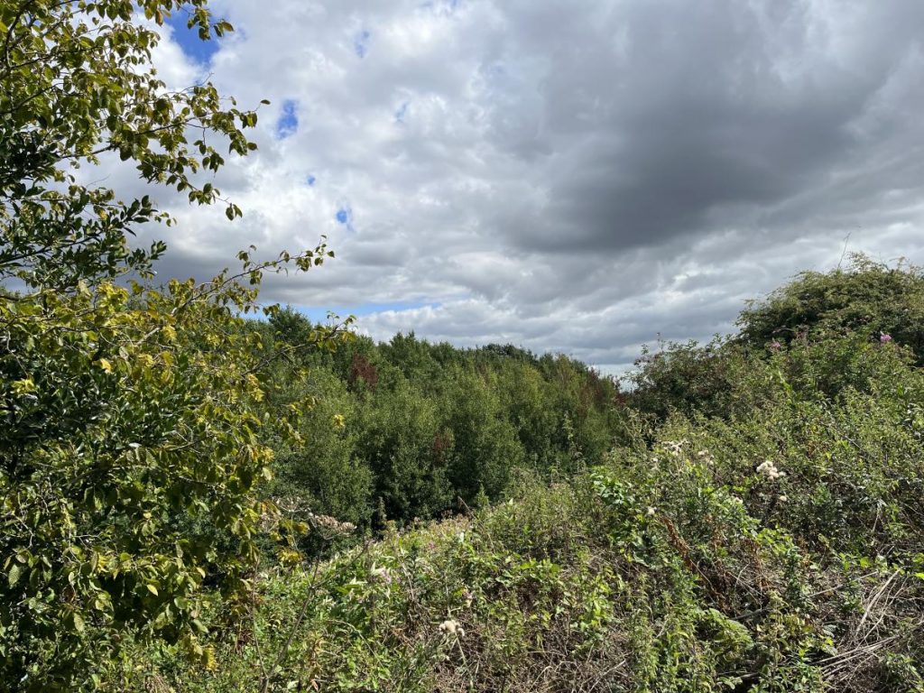 The Trees of Childwall Fields | Friends of Childwall Woods and Fields