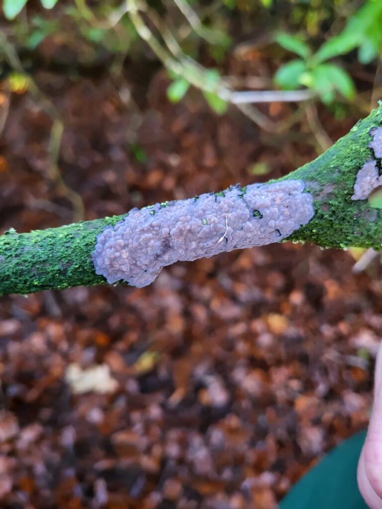 Fungi of Childwall Woods and Fields | Friends of Childwall Woods and Fields