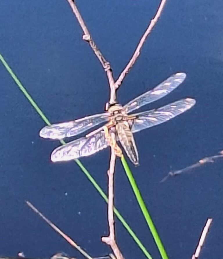 The Wetlands | Friends of Childwall Woods and Fields