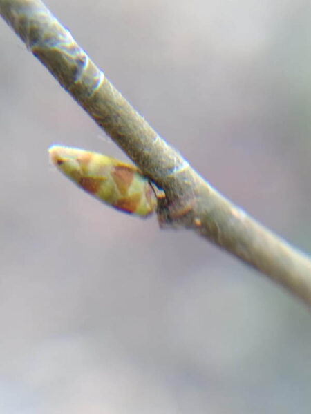 Trees in Winter | Friends of Childwall Woods and Fields